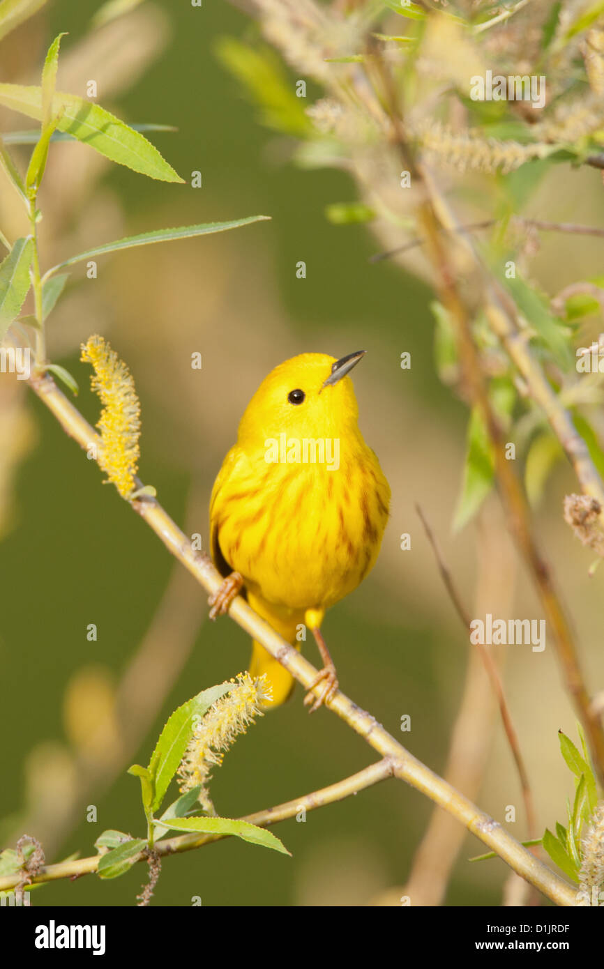 Yellow Warbler perched in Willow Tree - vertical birds bird songbird ...