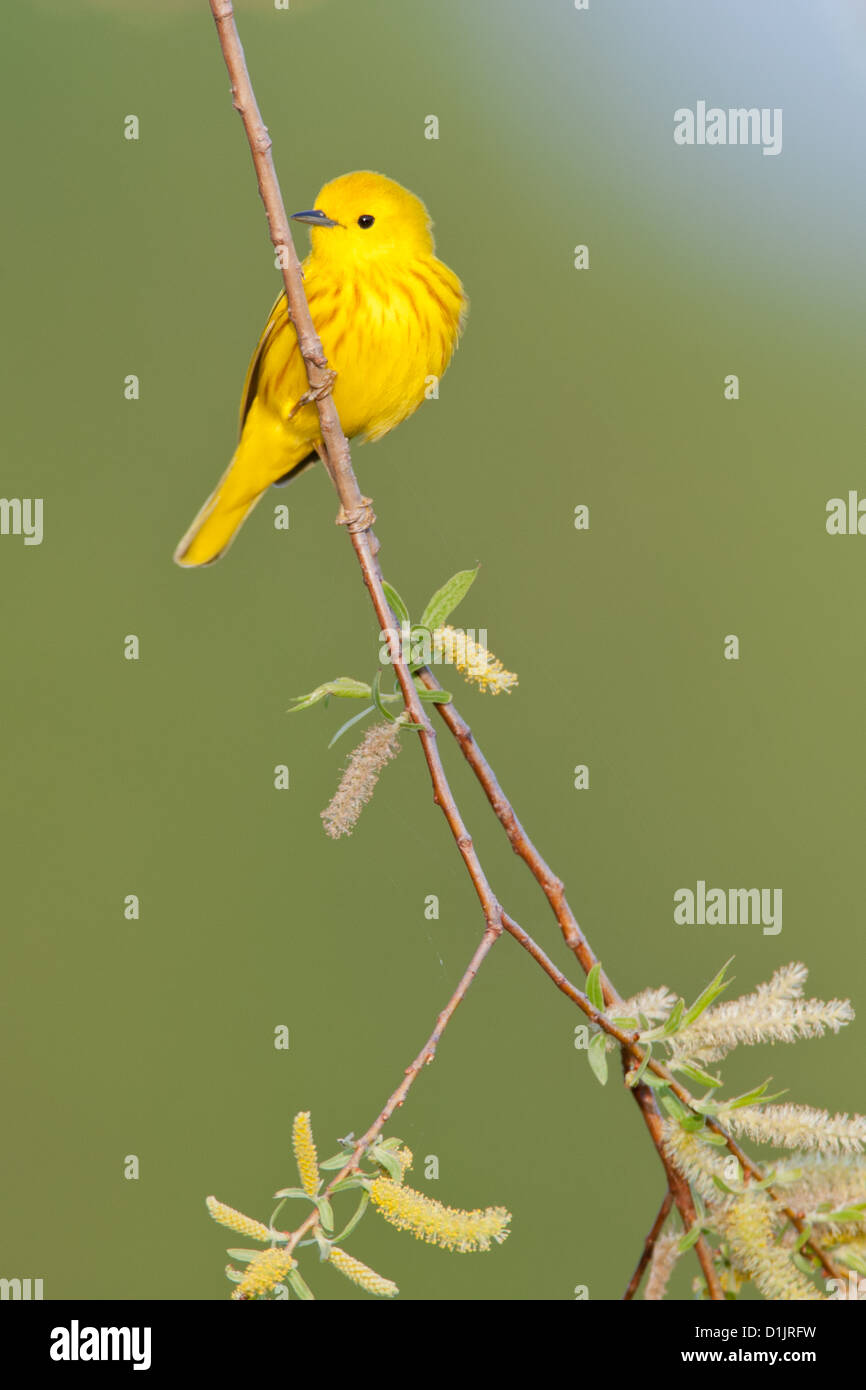 Yellow Warbler perched in Willow Tree Blossoms - vertical birds bird ...