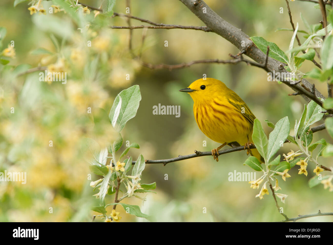 Olive tree warbler hi-res stock photography and images - Alamy