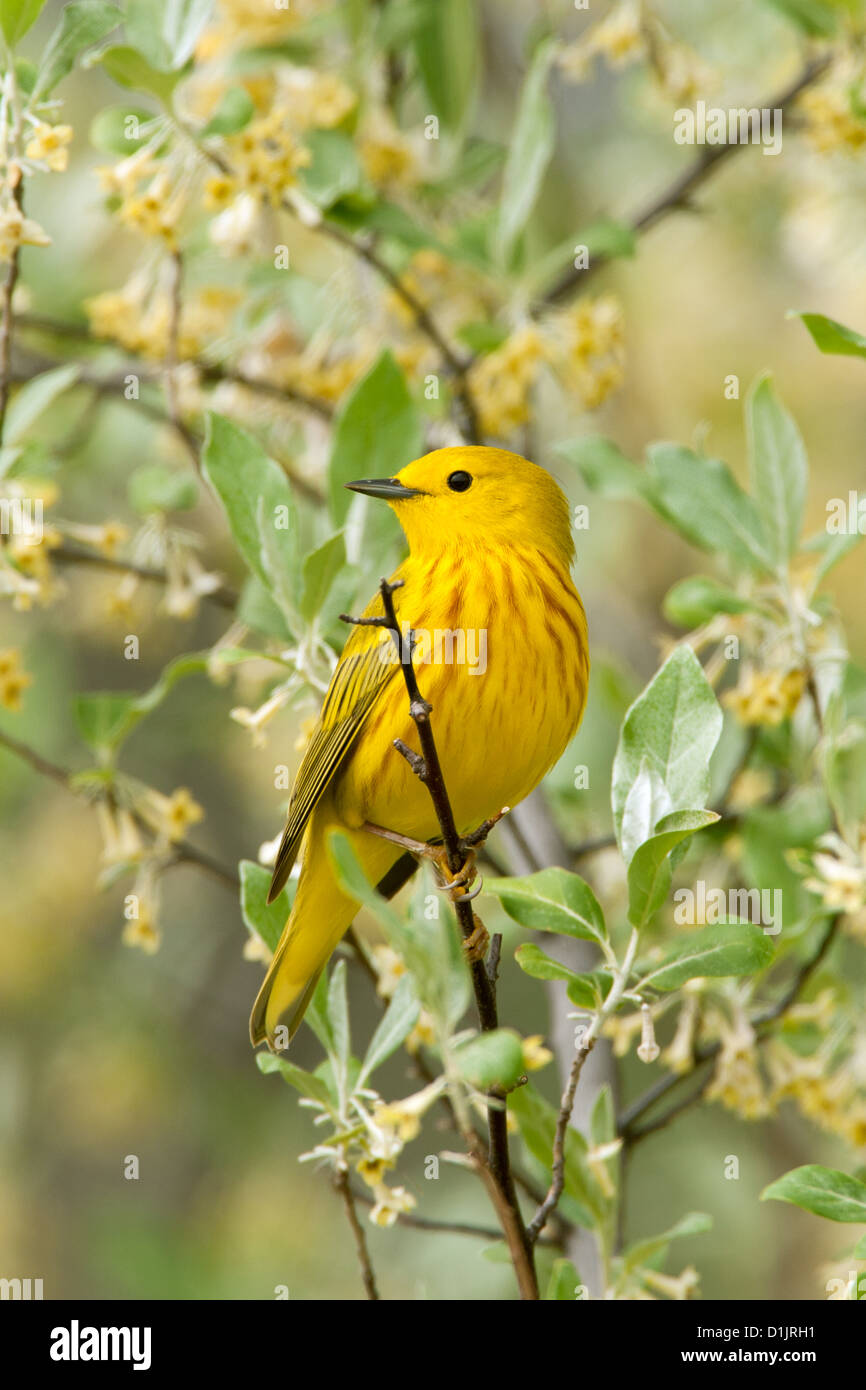 Yellow Warbler perched in Olive Tree- vertical birds bird songbird ...
