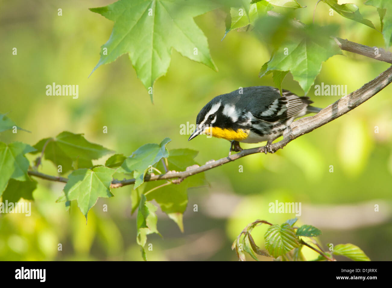 Yellow throated Warbler perching in Sweetgum Tree bird birds songbird ...