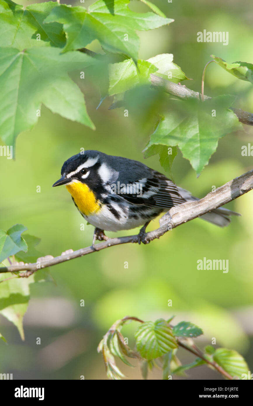 Yellow throated Warbler perching in Sweetgum Tree bird birds songbird ...