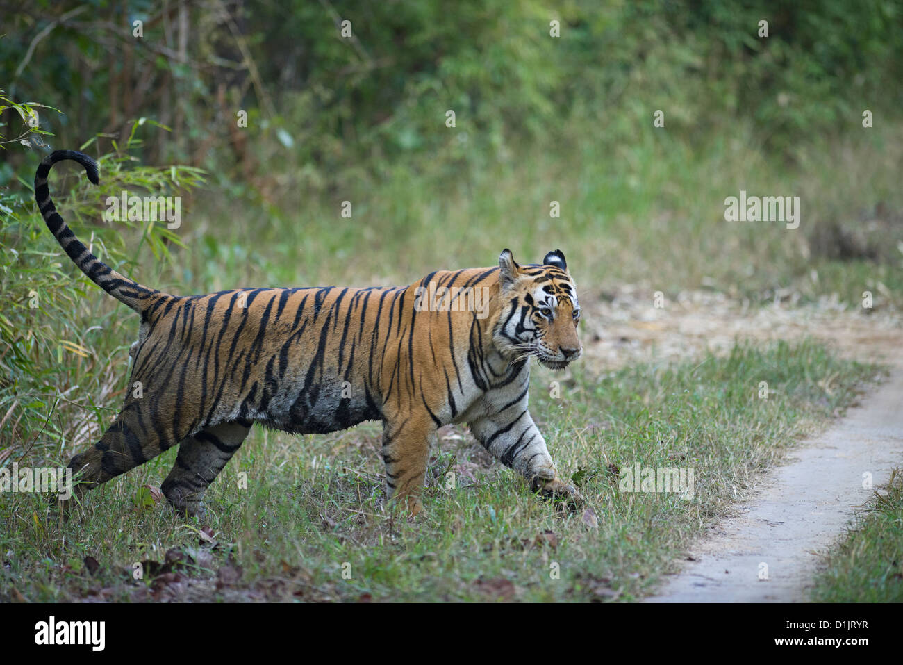 Dominant male Bengal Tiger (Panthera tigris), known as Munna, spray ...