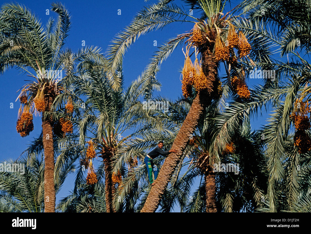 Cultivos egipto hi-res stock photography and images - Alamy Cultivos egipto hi-res stock photography and images - Alamy