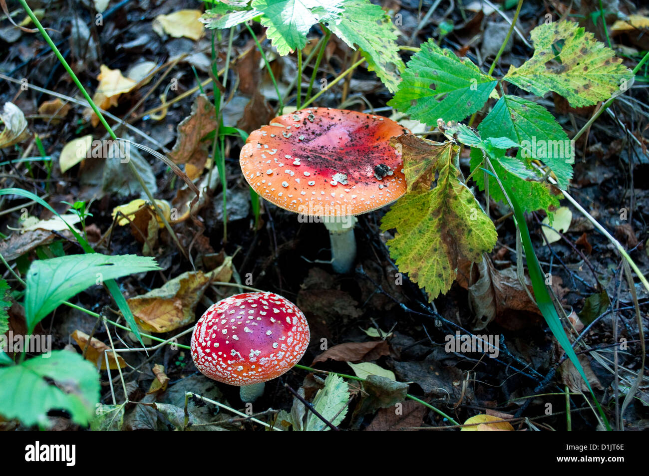 two red mushroom growing in the forest Stock Photo - Alamy