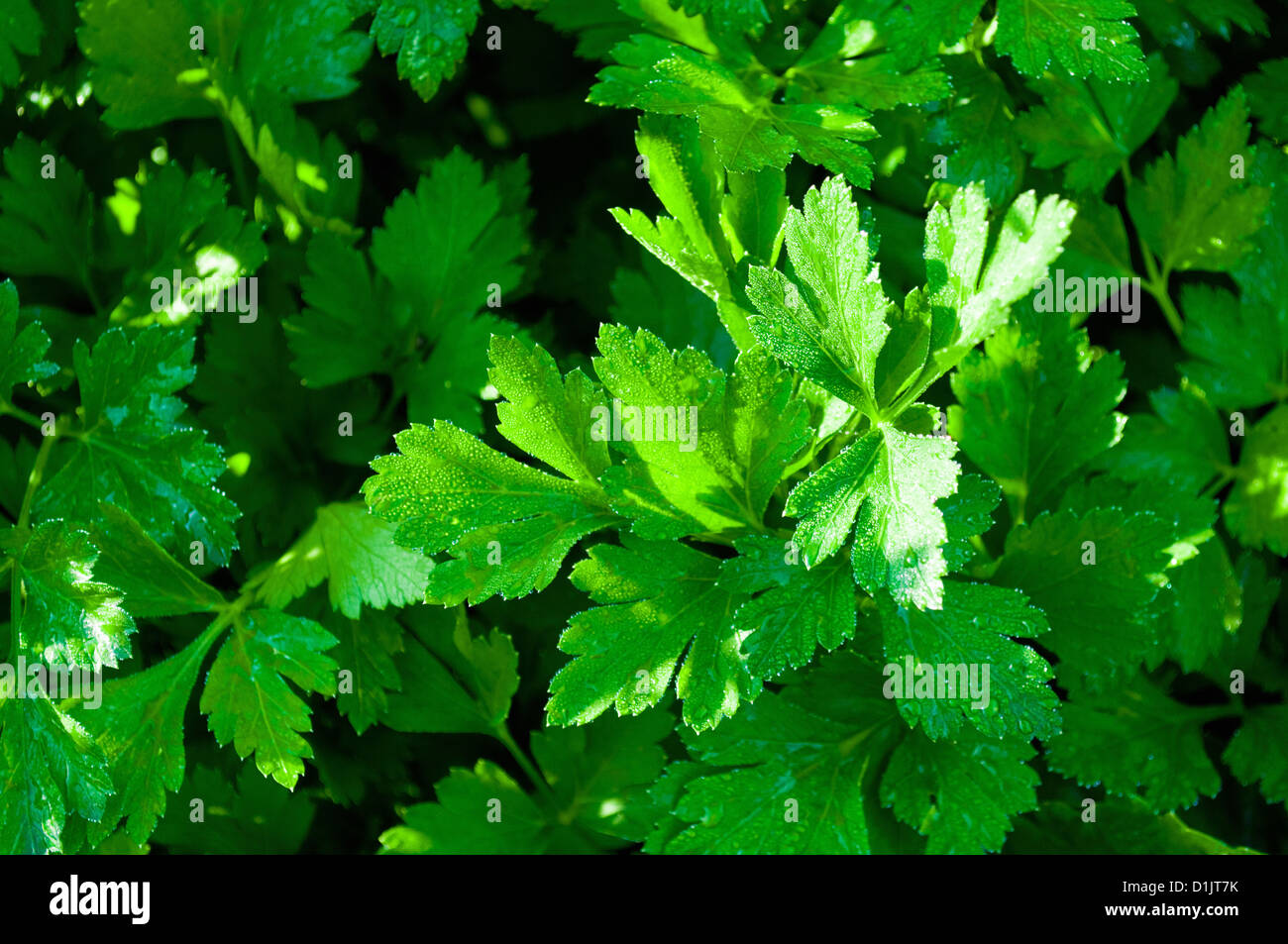 green sprigs of parsley. top view Stock Photo - Alamy
