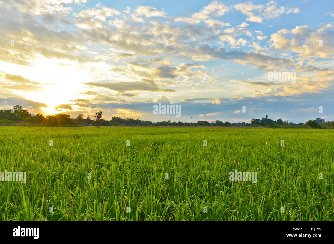 rice plant in rice field Stock Photo - Alamy