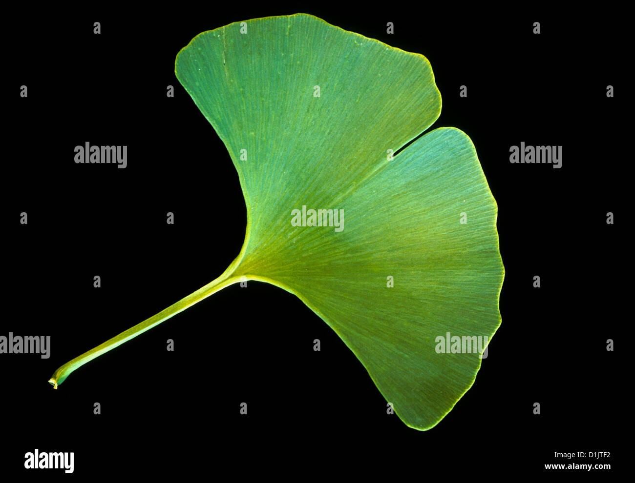 Gingko biloba leaf Stock Photo - Alamy