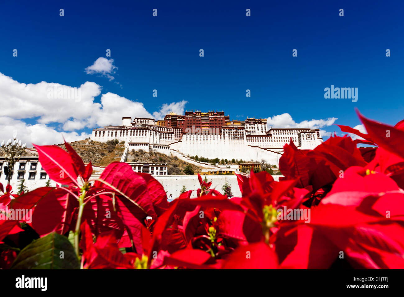 Tibet flowers hi-res stock photography and images - Alamy