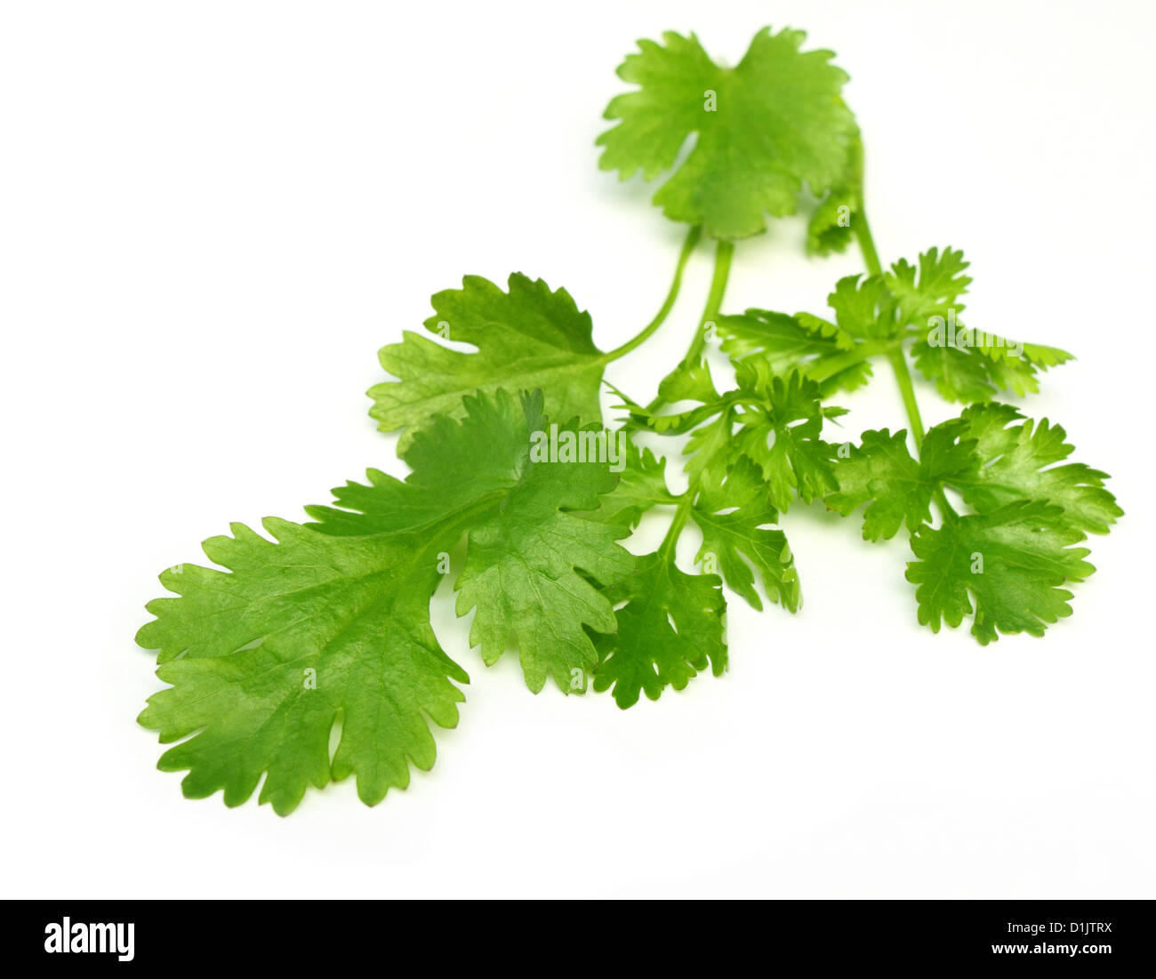 Fresh coriander leaves Stock Photo - Alamy