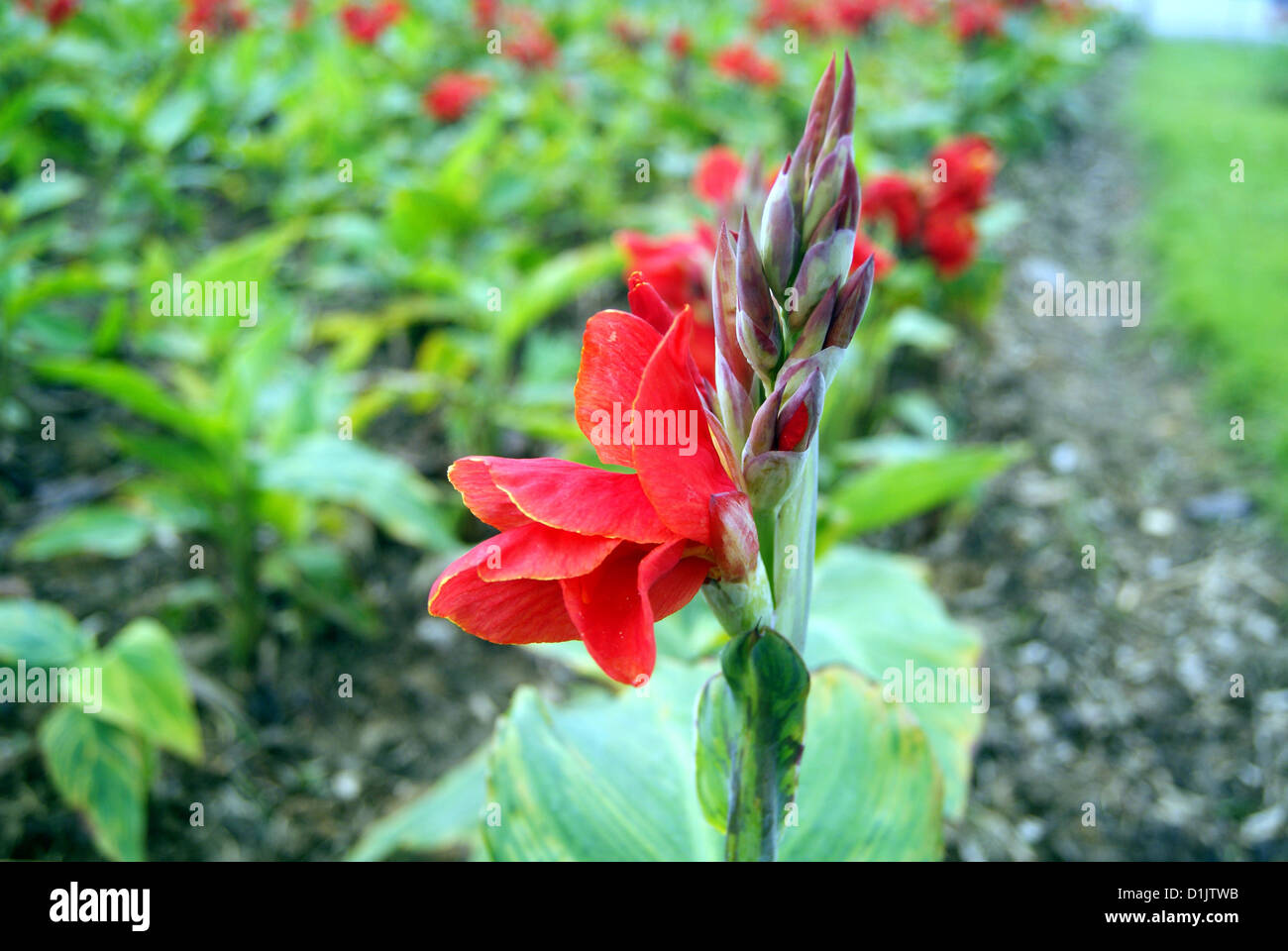 Canna, red flowers, green leaves, very beautiful Stock Photo - Alamy