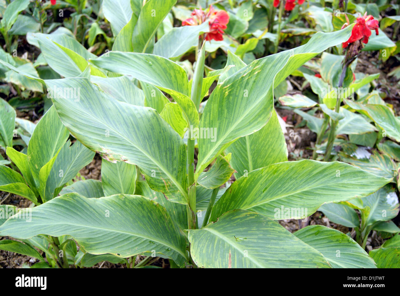 Canna landscape hi-res stock photography and images - Alamy