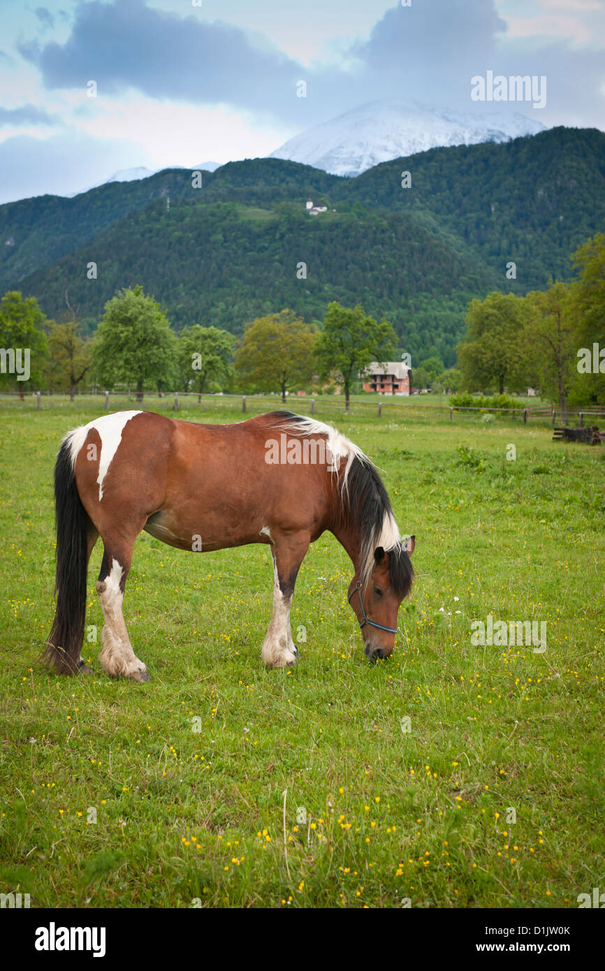 Horse spring hi-res stock photography and images - Alamy