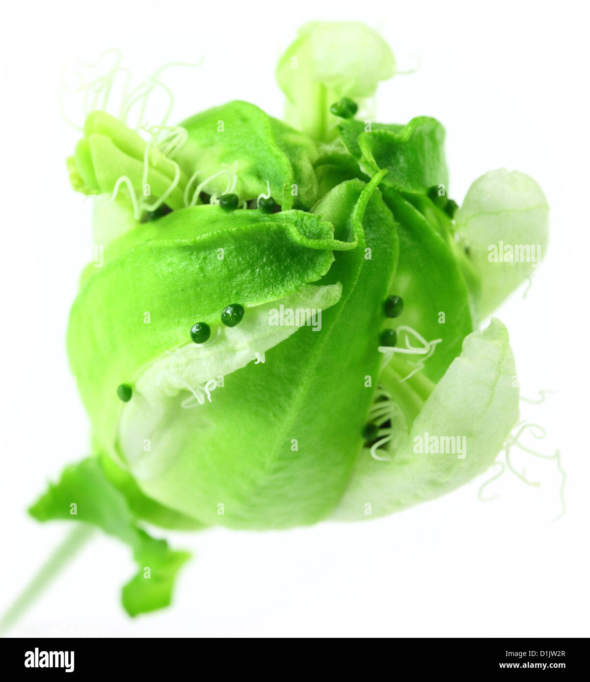 Jhumko lata flower hi-res stock photography and images - Alamy