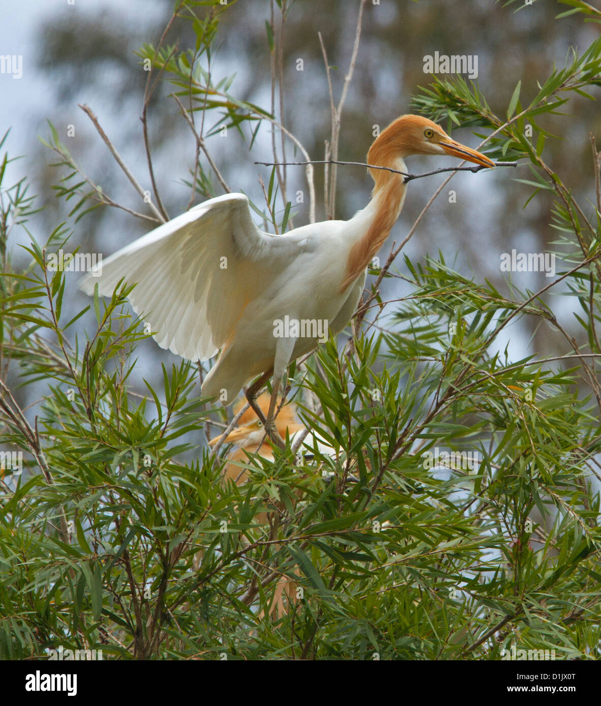 Australian egrets hi-res stock photography and images - Alamy
