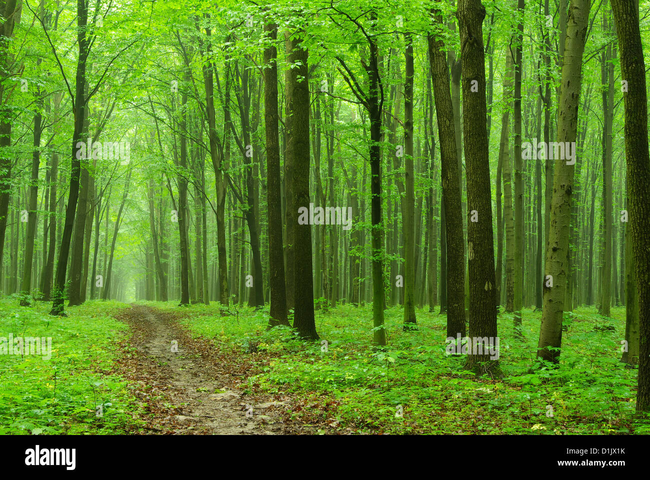 Sunny summer day in green forest Stock Photo - Alamy