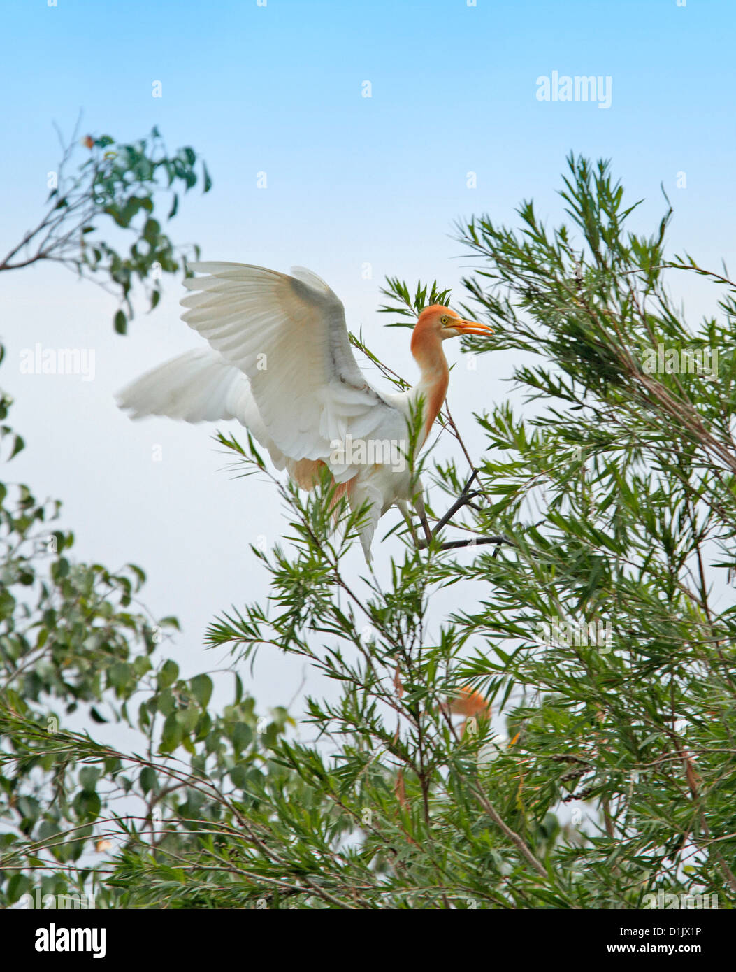 Australian egrets hi-res stock photography and images - Alamy