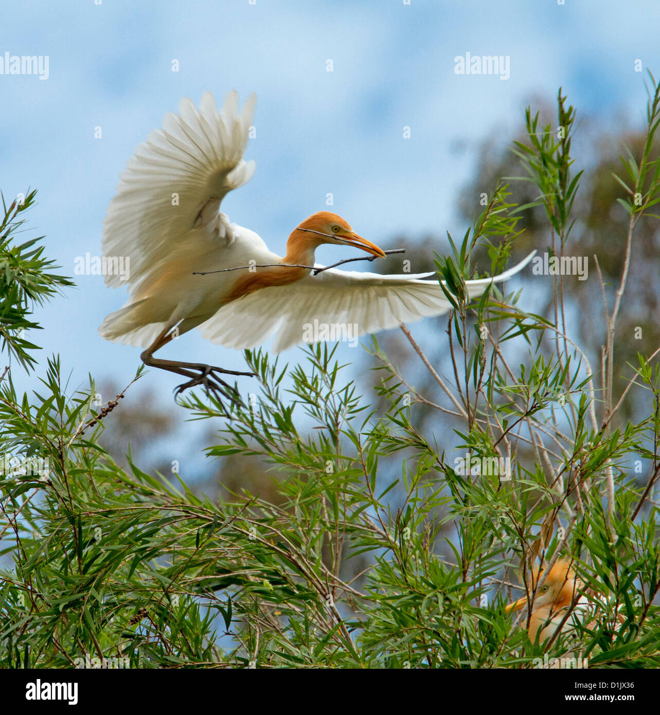 Australian egrets hi-res stock photography and images - Alamy