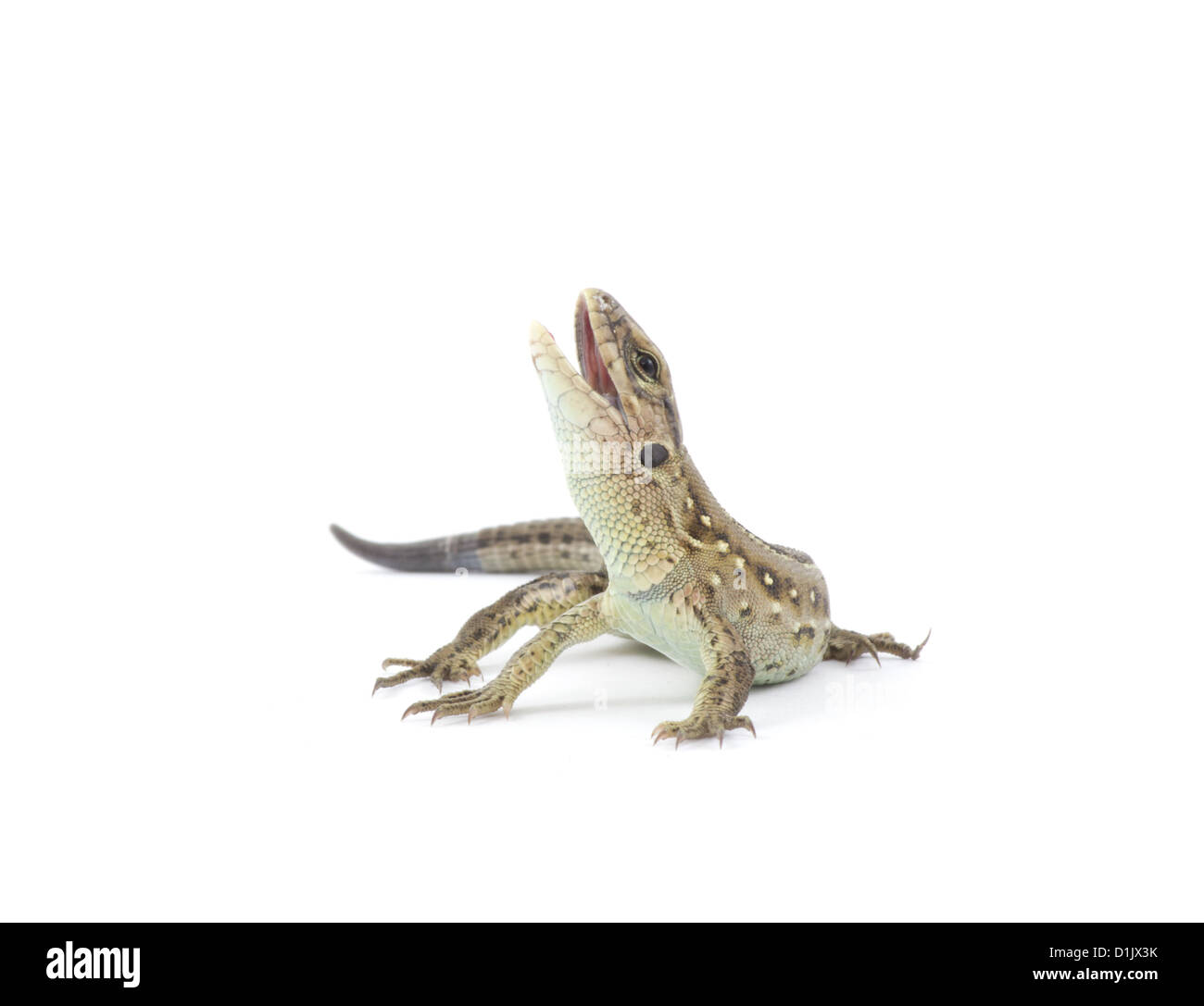 Small lizard isolated on white Stock Photo - Alamy
