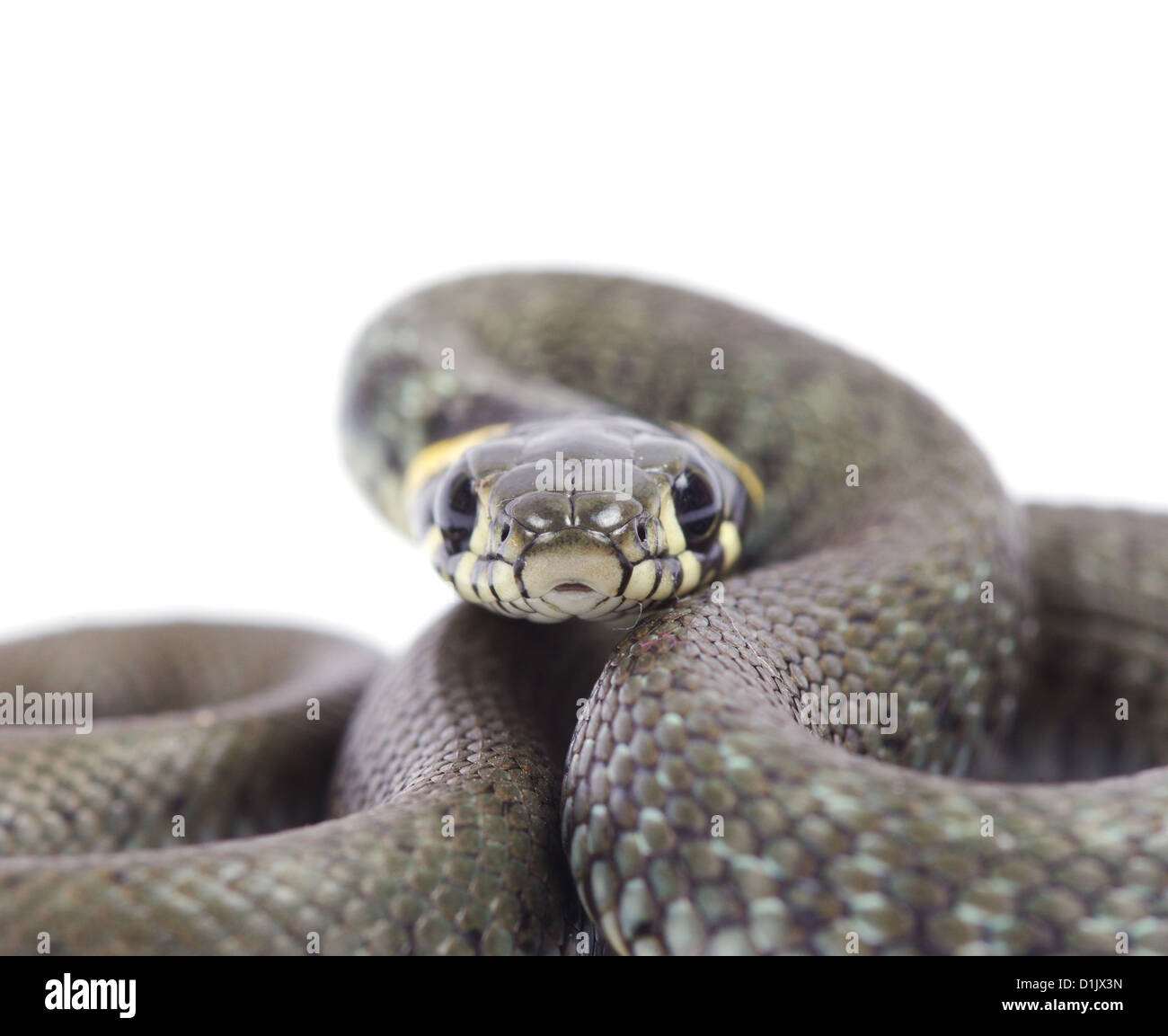 Snake on white background hi-res stock photography and images - Alamy