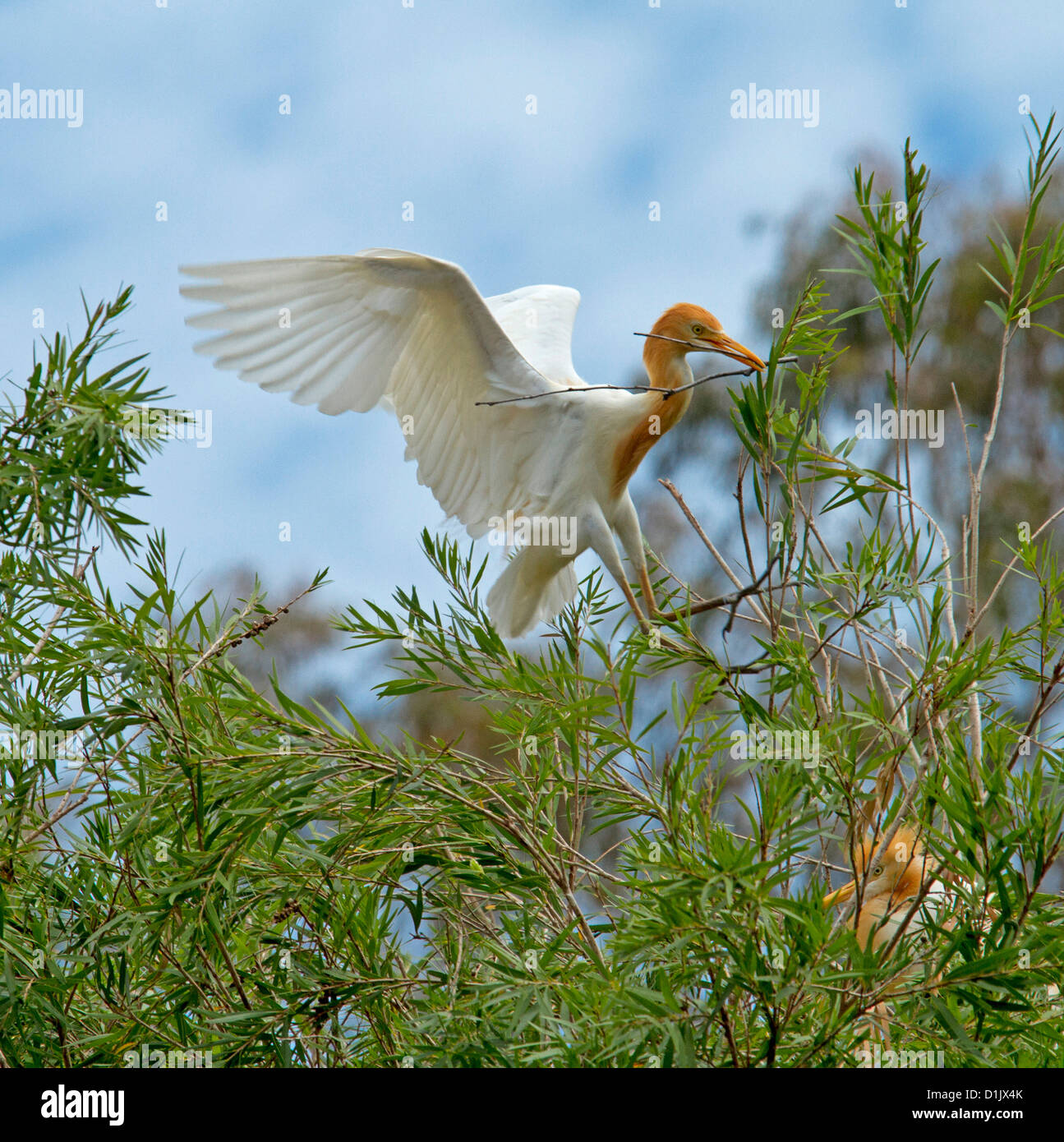 Australian egrets hi-res stock photography and images - Alamy