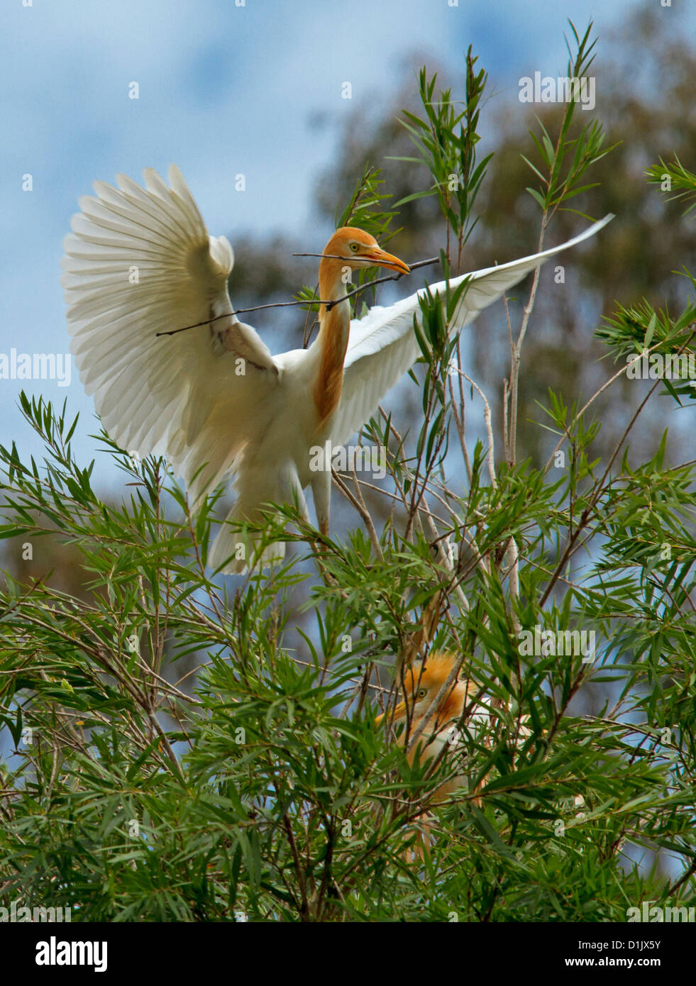 Australian egrets hi-res stock photography and images - Alamy