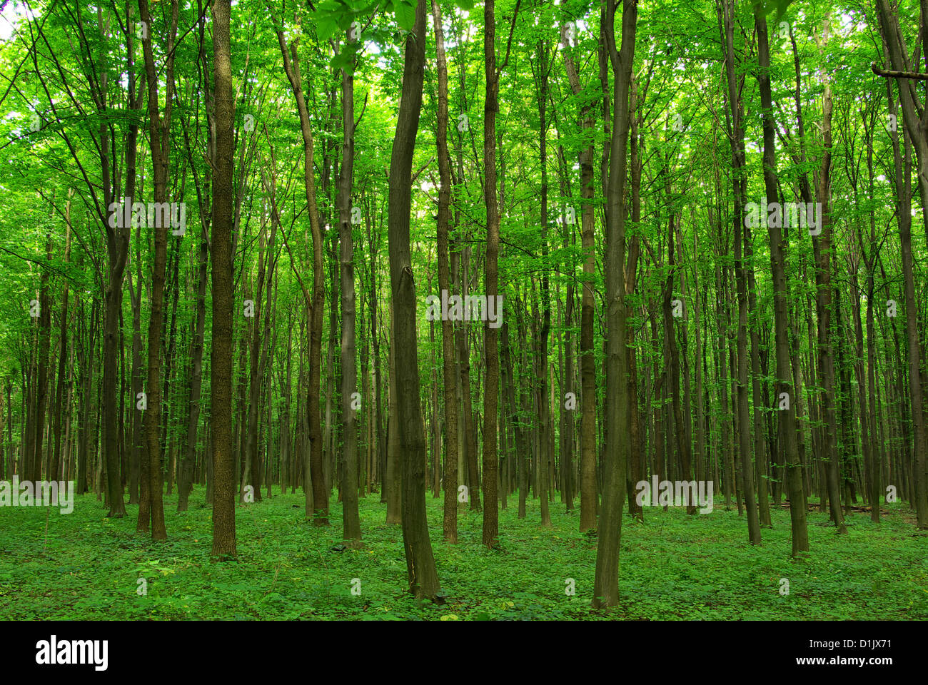Early morning sun in the forest Stock Photo - Alamy