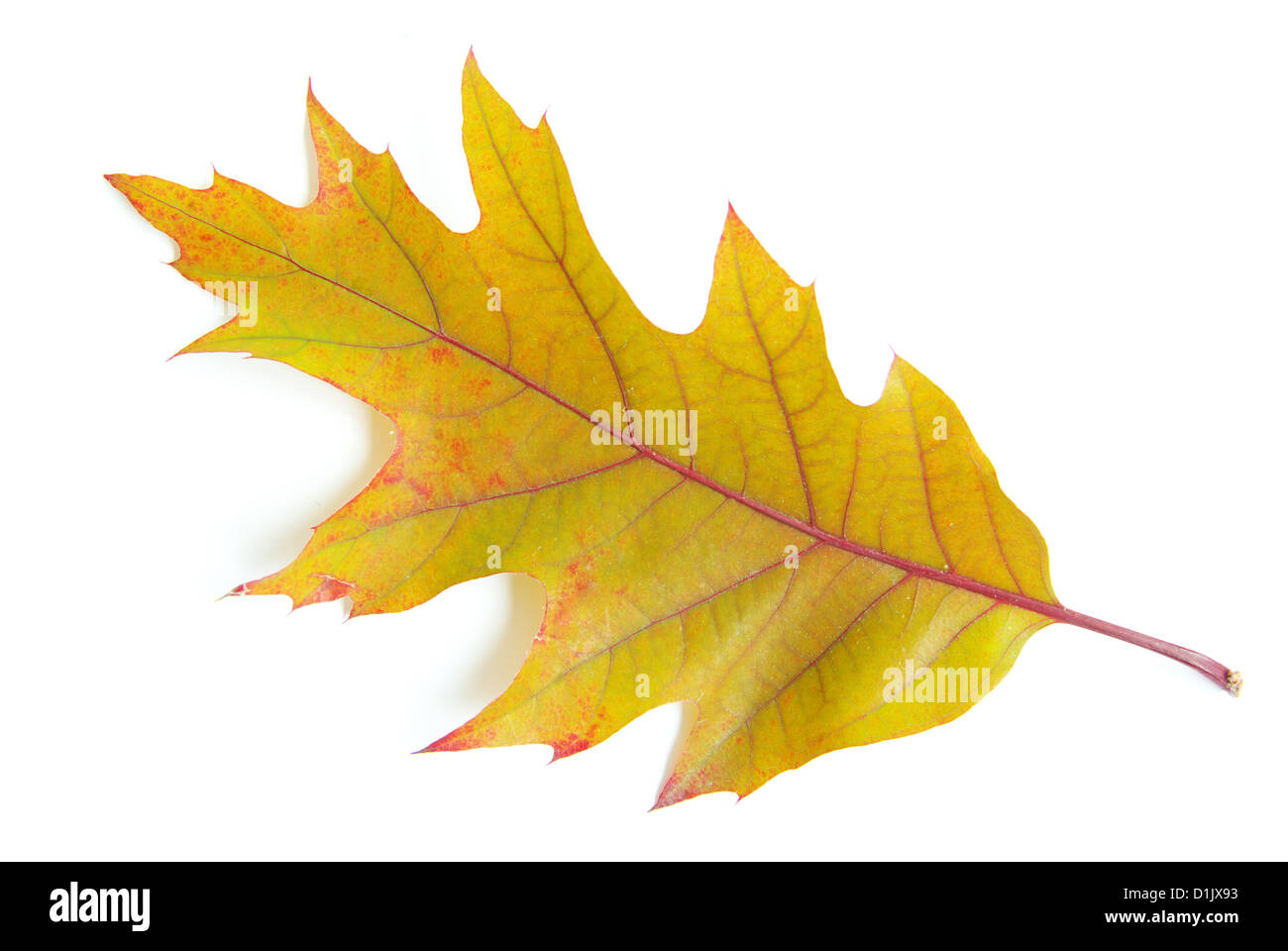 autumn maple leaf isolated on white background Stock Photo - Alamy