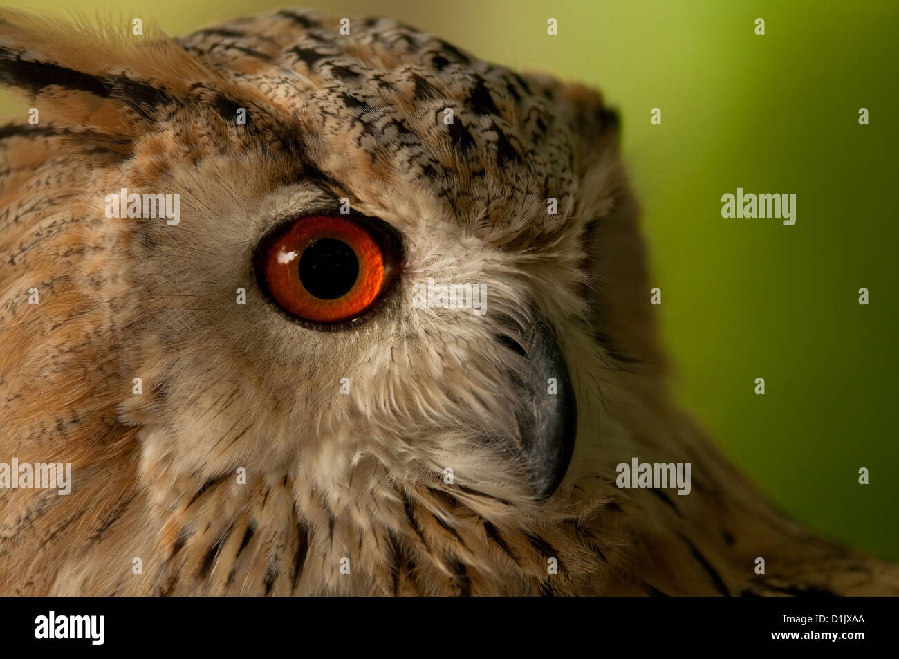 Owl posing photographer like model hi-res stock photography and images ...