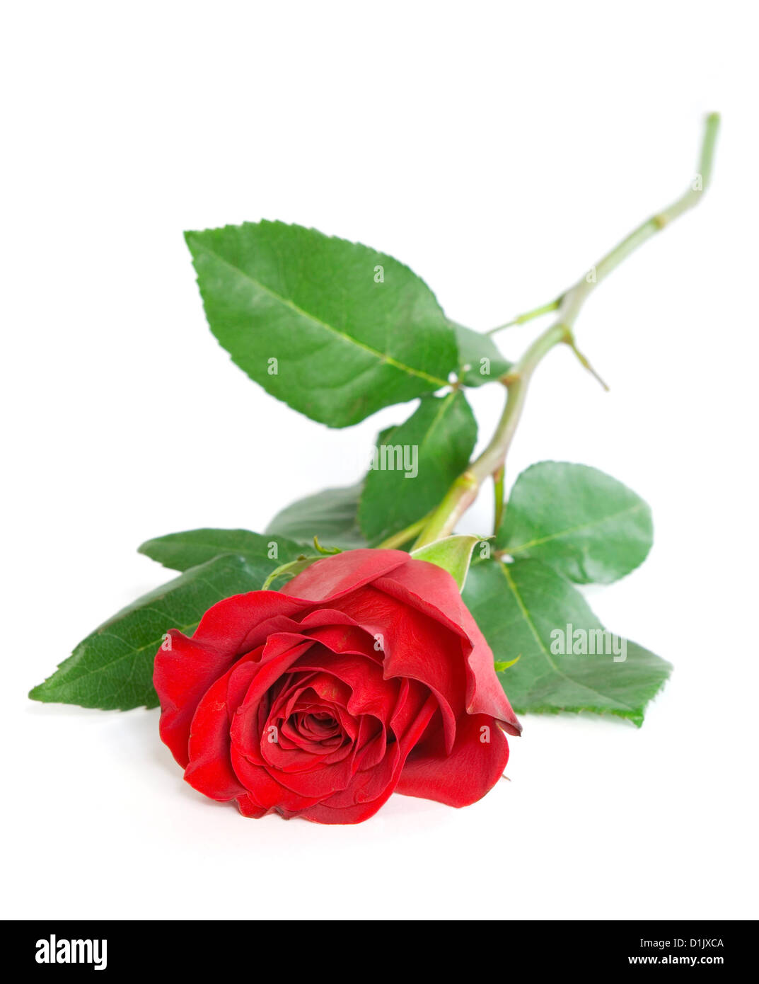 beautiful red rose on a white background Stock Photo - Alamy