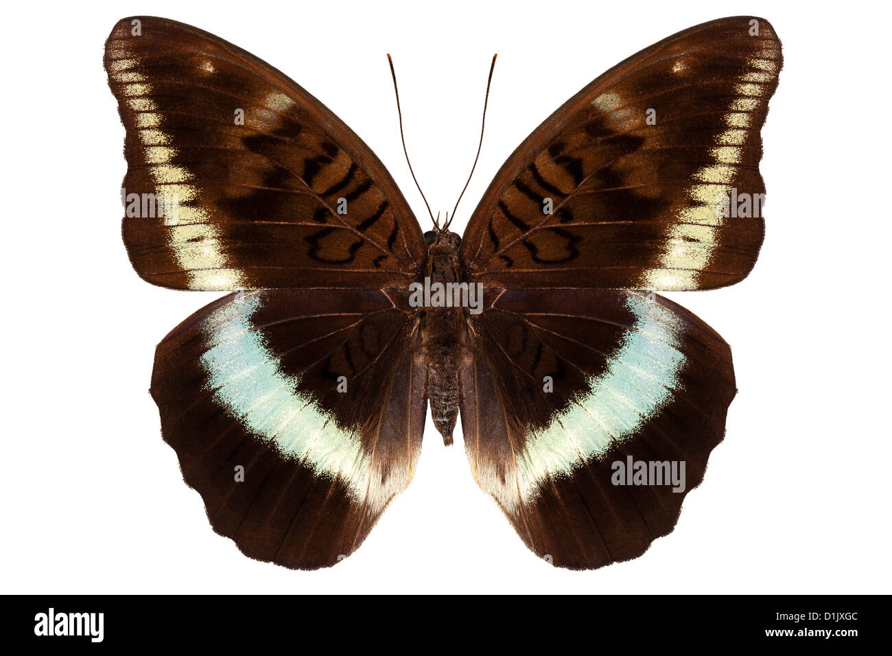 brown Nymphalidae butterfly Stock Photo - Alamy