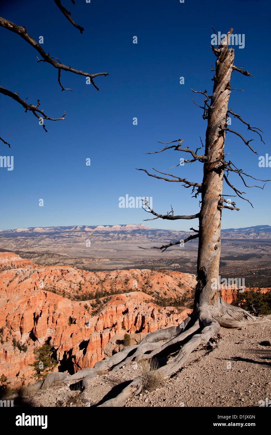 dead tree and colourful rock formations of Bryce Canyon National Park ...