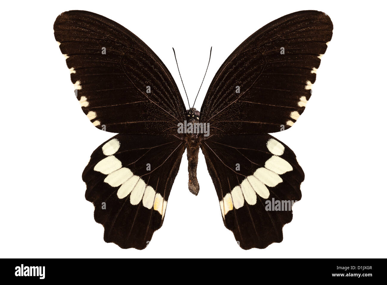 Butterfly species papilio polytes alphenor Stock Photo - Alamy