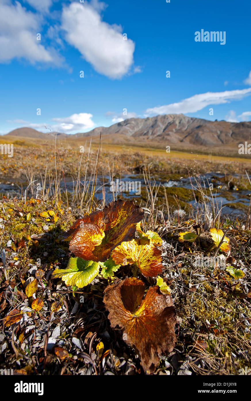 Grasses In Tundra