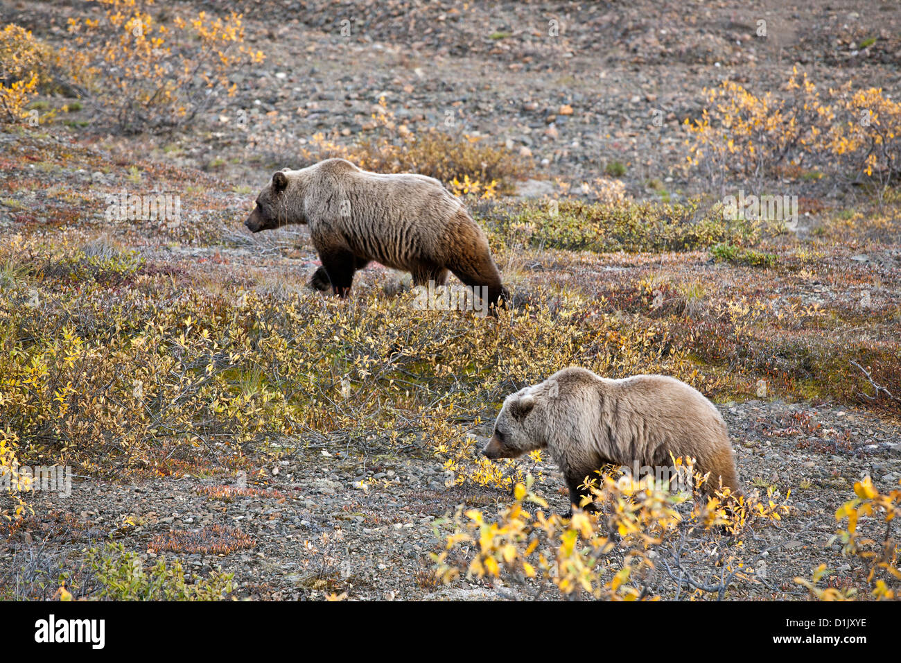 Grizzly bear denali national park hi-res stock photography and images ...