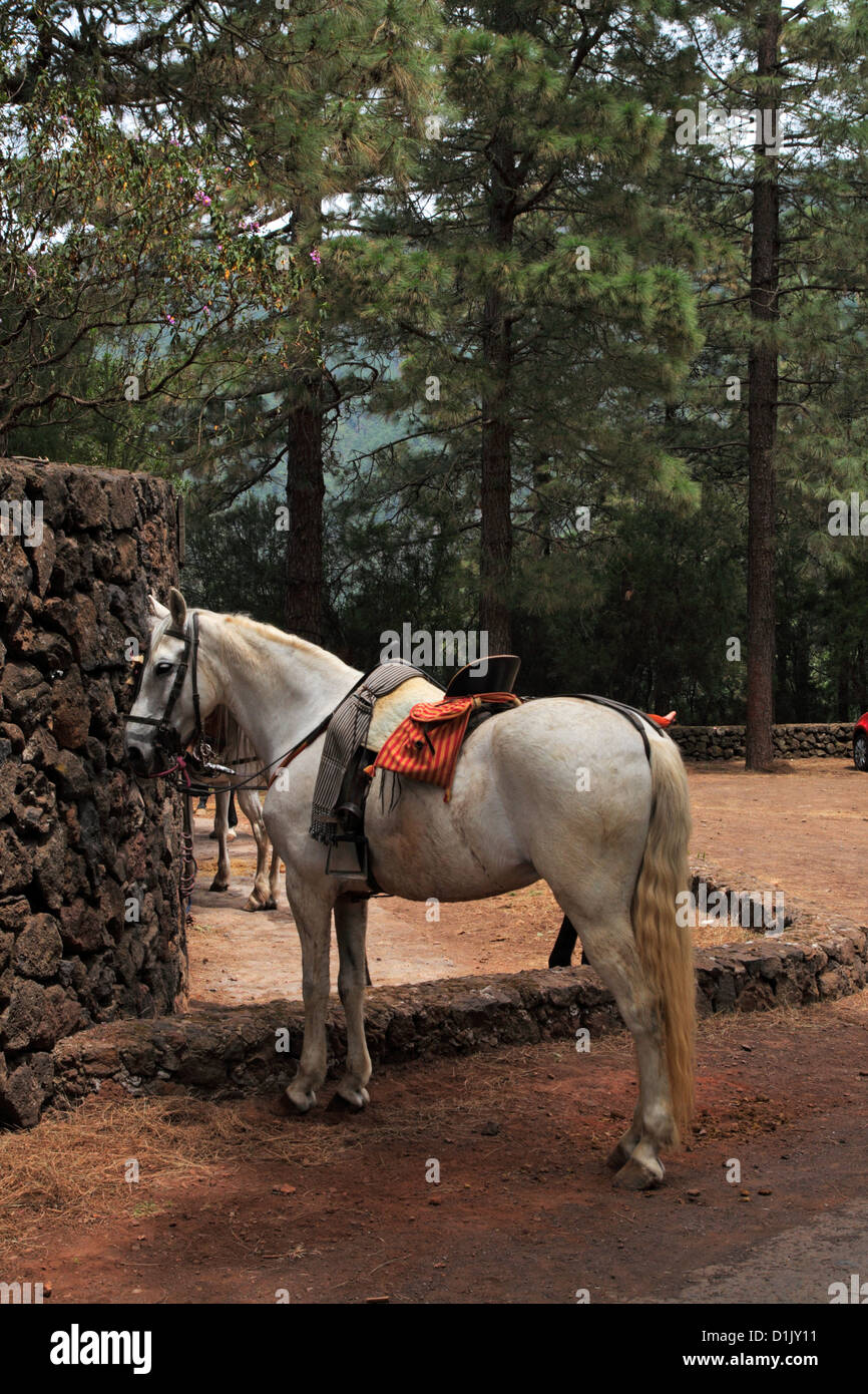 horse with saddle on Stock Photo - Alamy