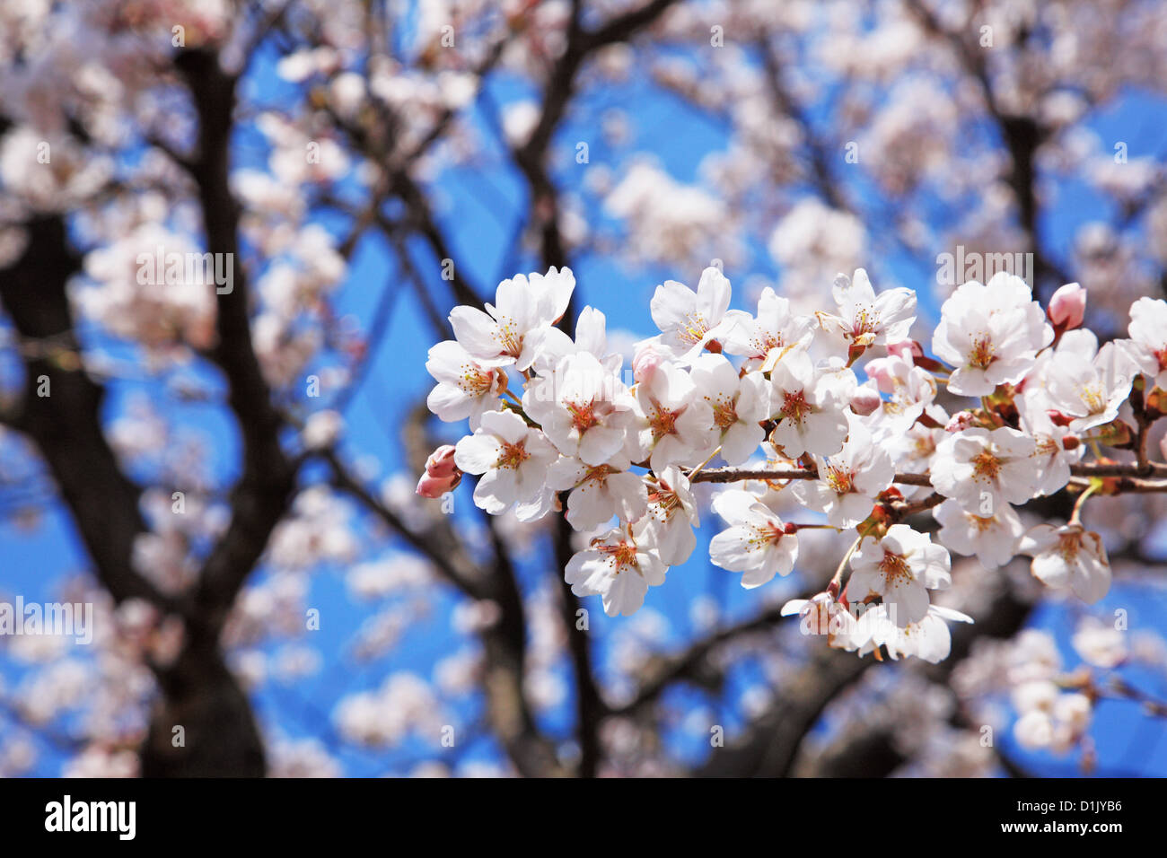 Cherry blossoms, Fukushima, Japan Stock Photo - Alamy