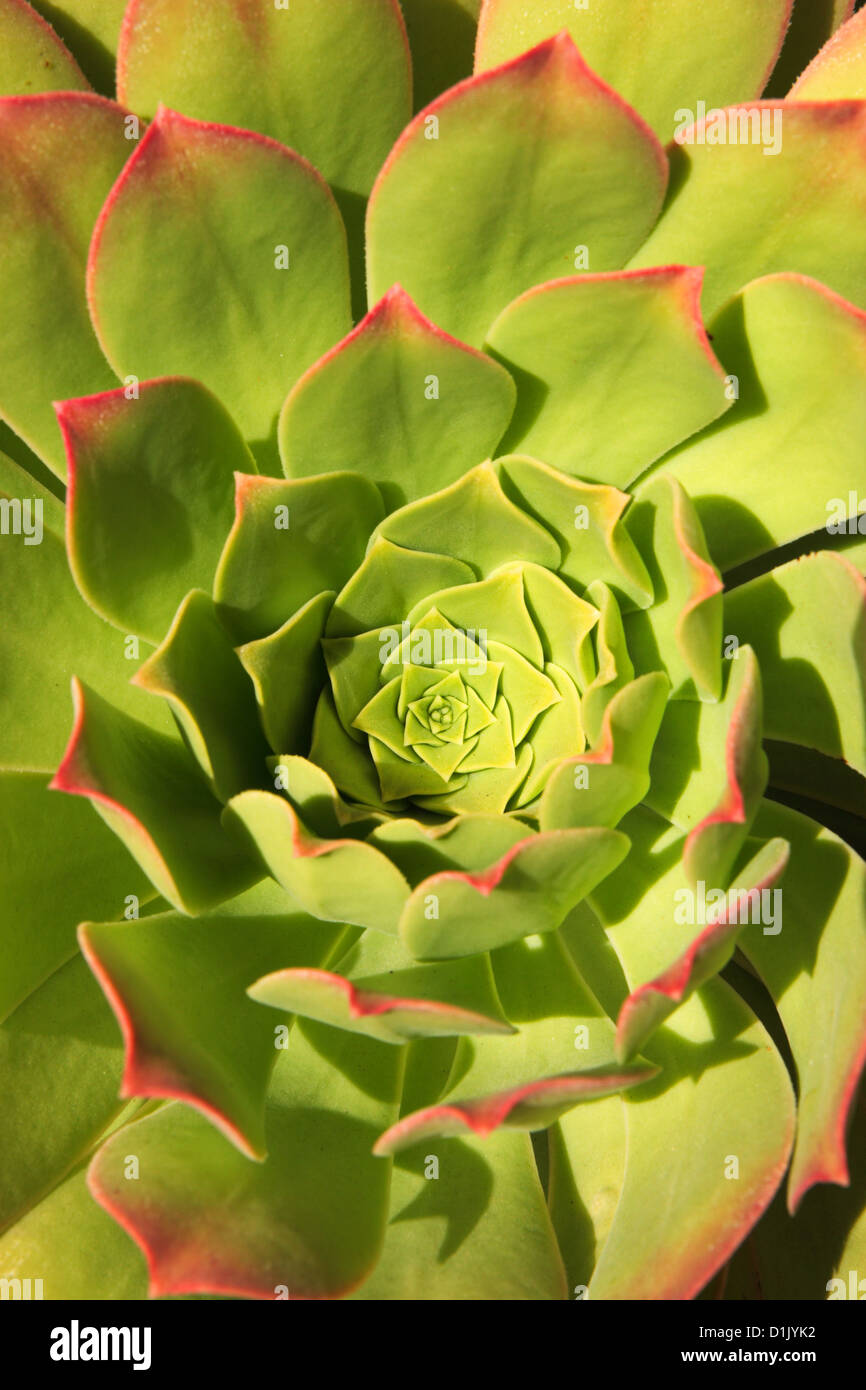 green vegetation in the forest Stock Photo - Alamy