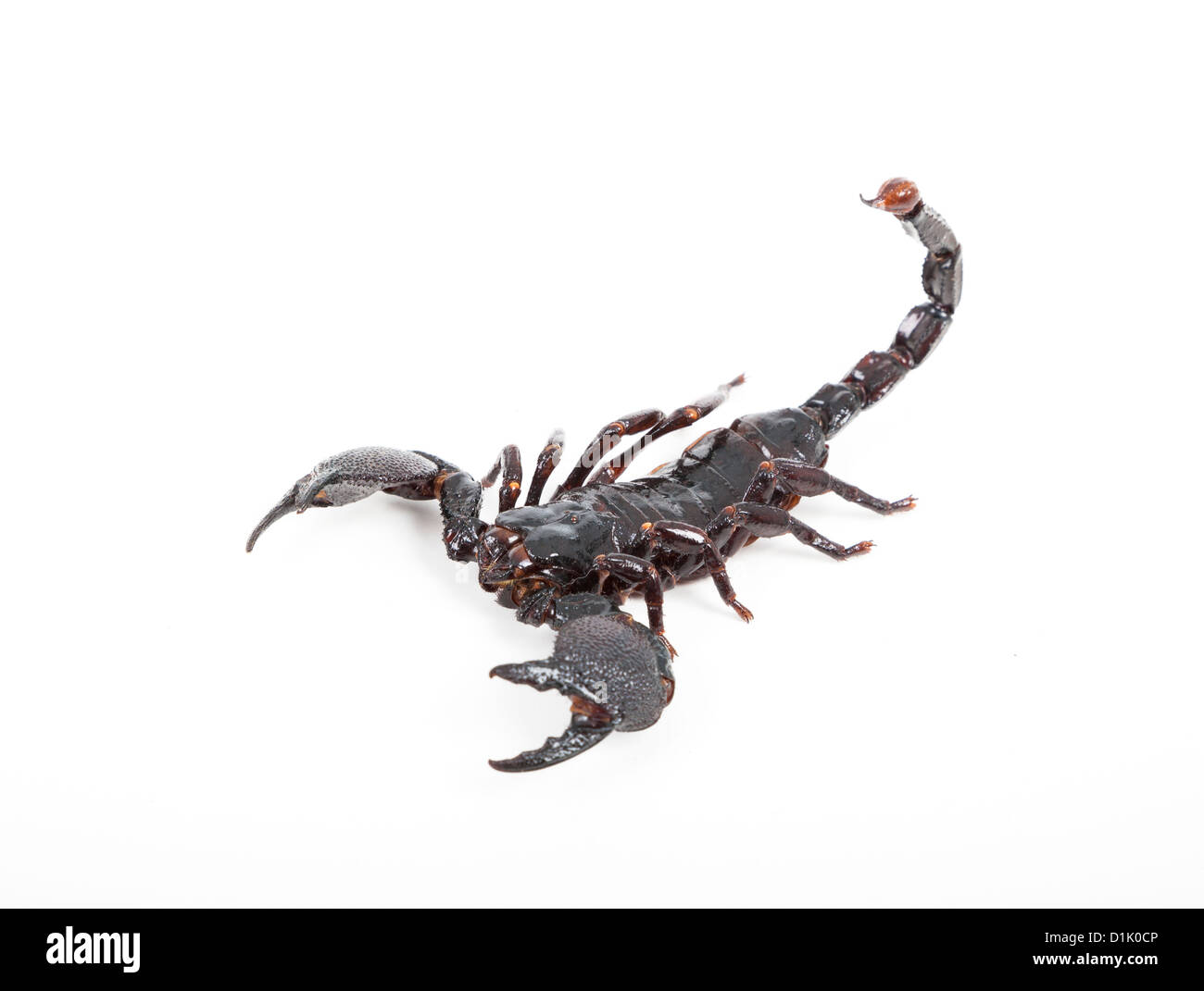 Scorpion Cut Out Stock Images & Pictures - Alamy