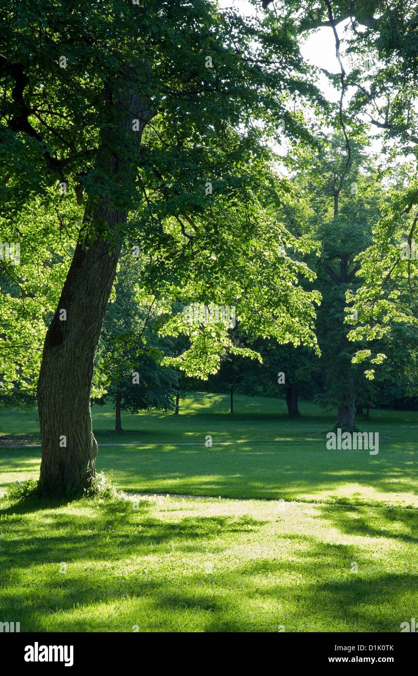 Tall trees in a green park at summertime, with sunlight Stock Photo - Alamy