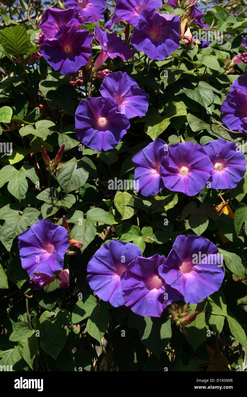 green vegetation in the forest Stock Photo - Alamy