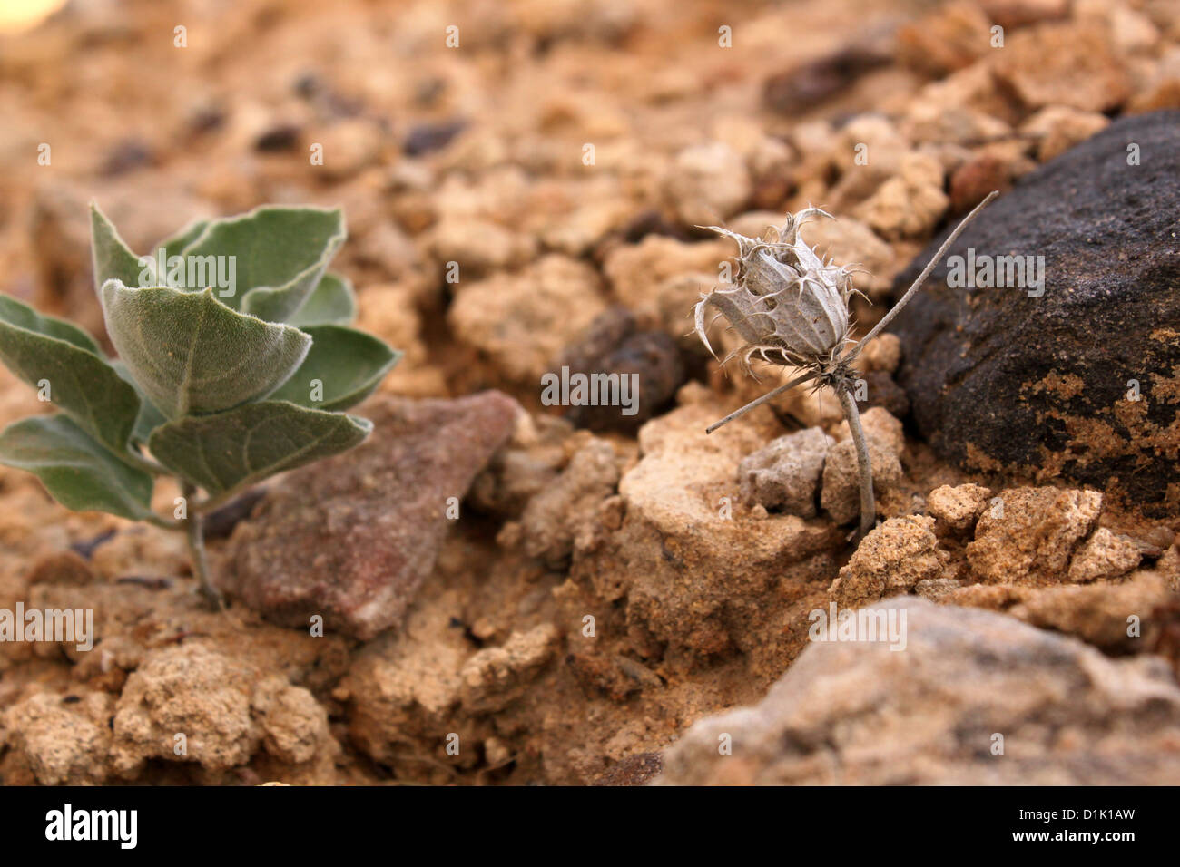Basalt hill india hi-res stock photography and images - Alamy