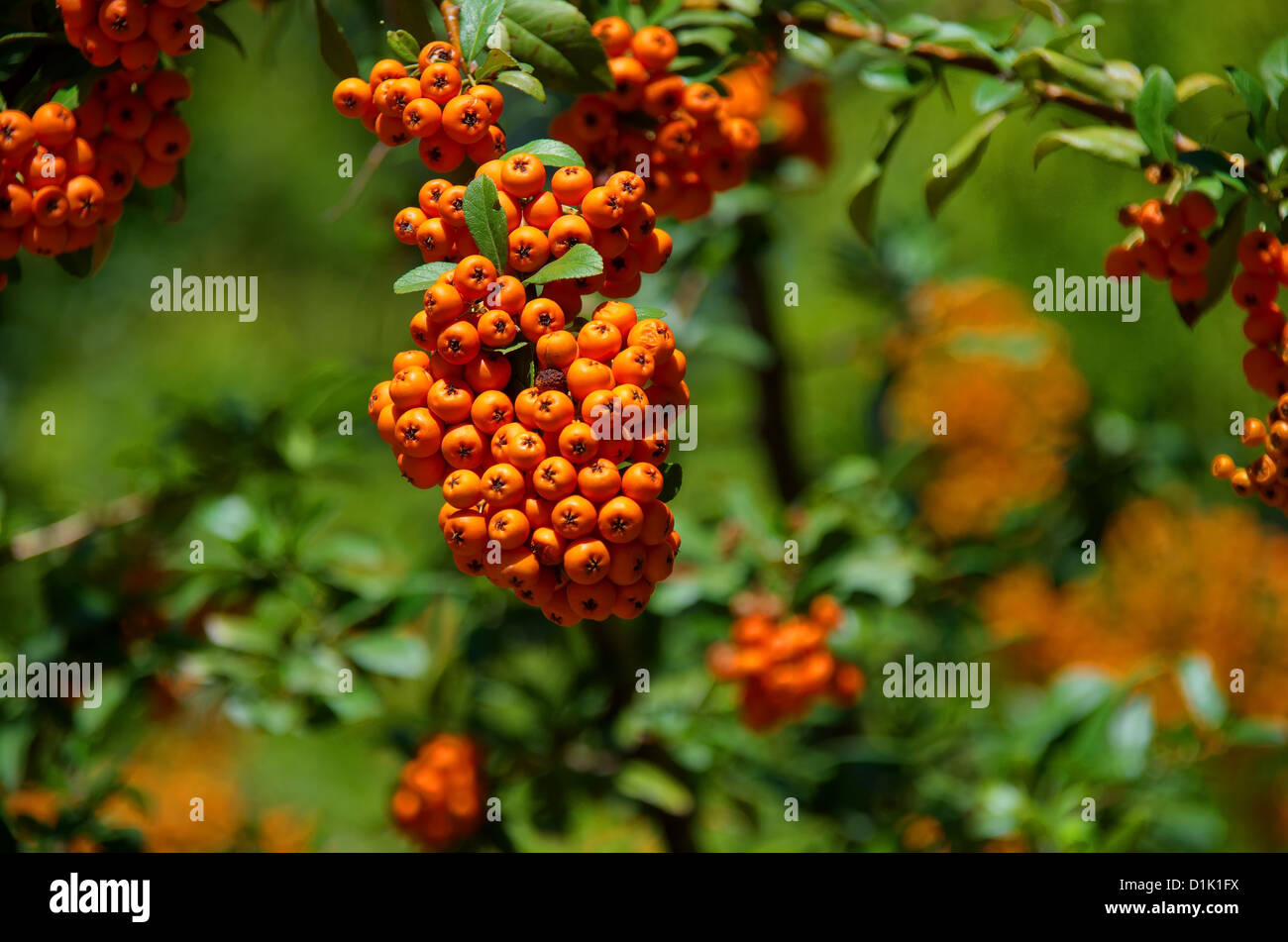 Ash tree botanical hi-res stock photography and images - Alamy