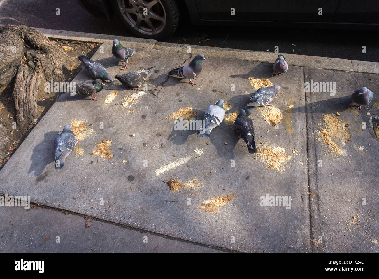 Pigeons eat trash hi-res stock photography and images - Alamy