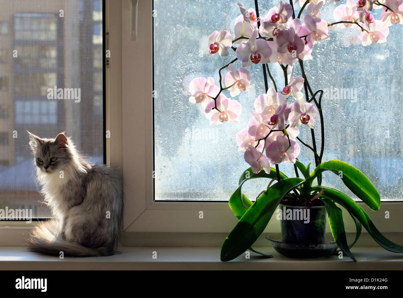 Sad cat on a window sill and an orchid Stock Photo - Alamy