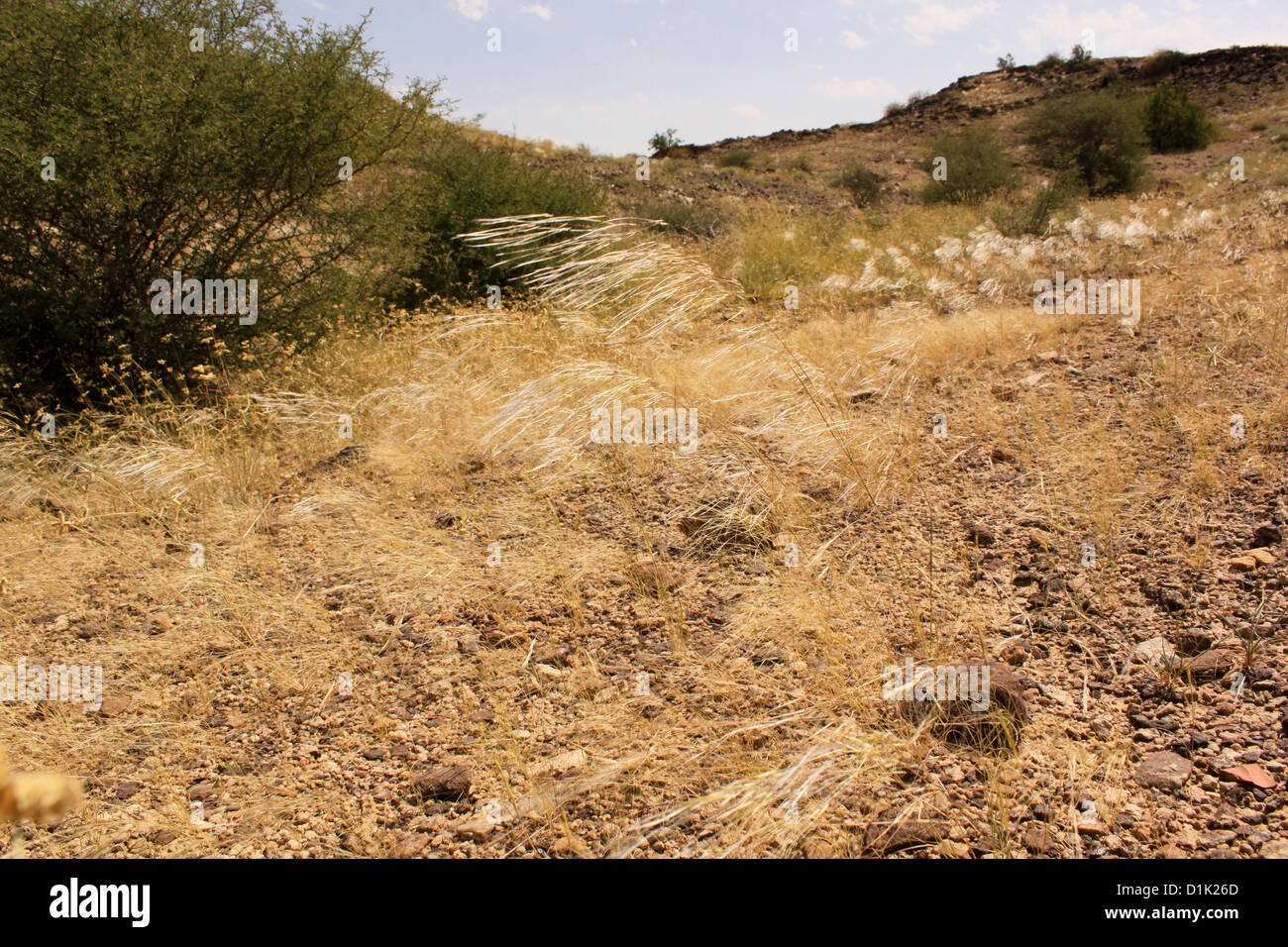 Indian fossil hi-res stock photography and images - Alamy