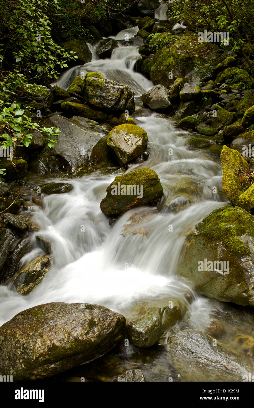 Stream in the temperate rainforest around the Fox Glacier in New ...