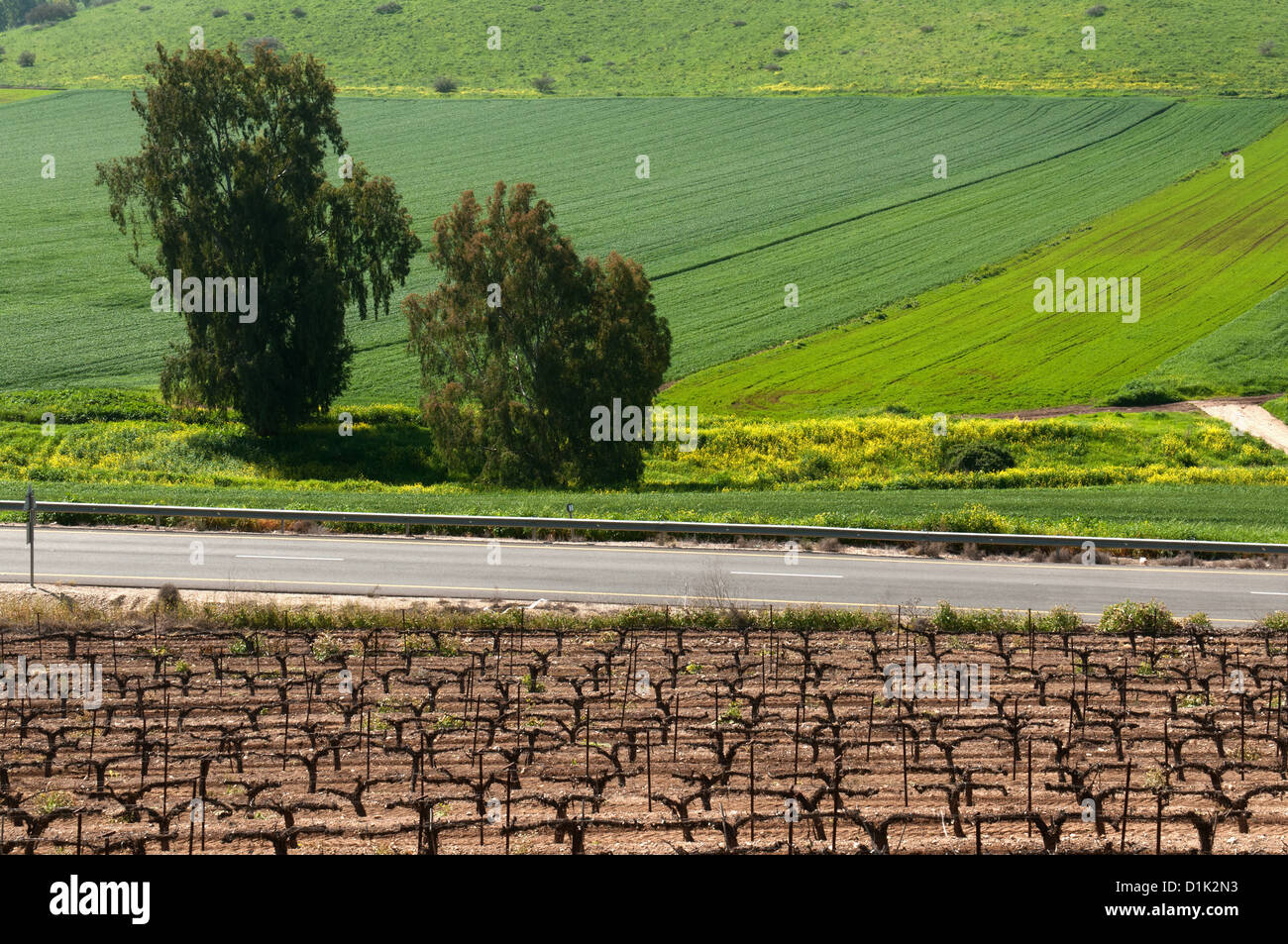 Israel, Jezreel Valley, vineyard Stock Photo - Alamy