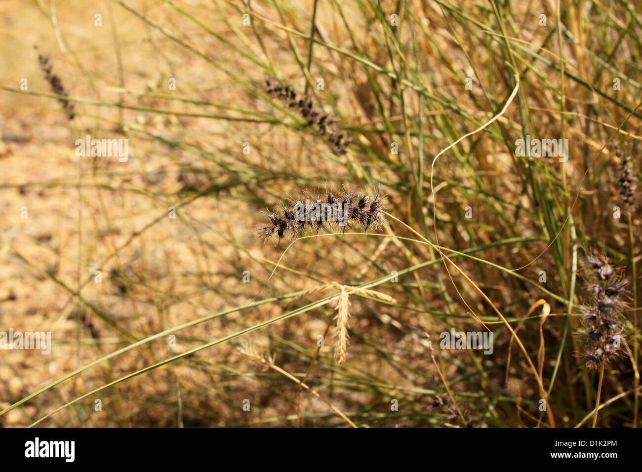 Indian fossil hi-res stock photography and images - Alamy