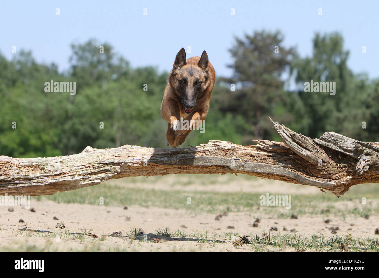 Dog Belgian shepherd Malinois adult jumping over a tree trunk Stock ...